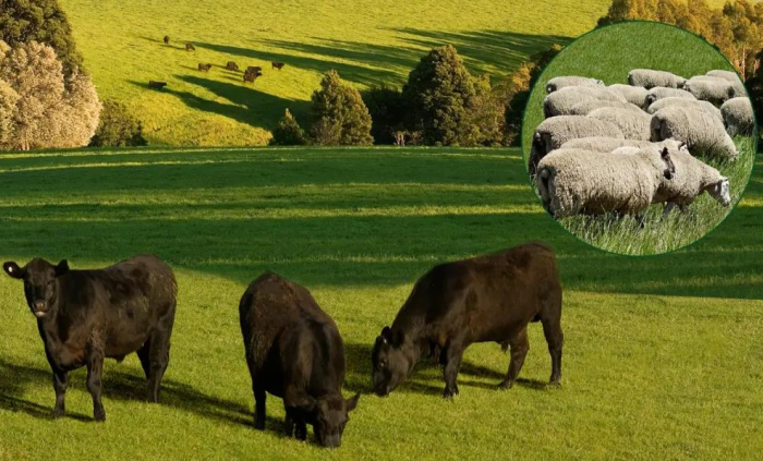 Ruminant Feed Line - Xinxiang Hexie Machinery Co., Ltd